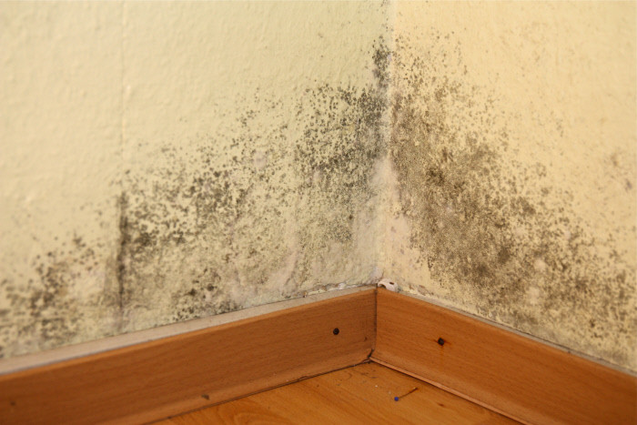 Humidade em casa? Estes truques ajudam a limpar paredes e tetos ...