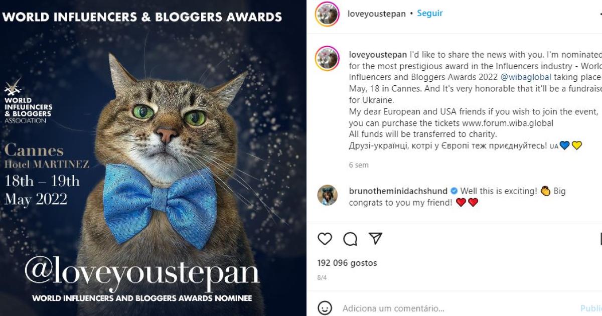 Stepan, o gato que é o melhor influencer do ano — idealista/news