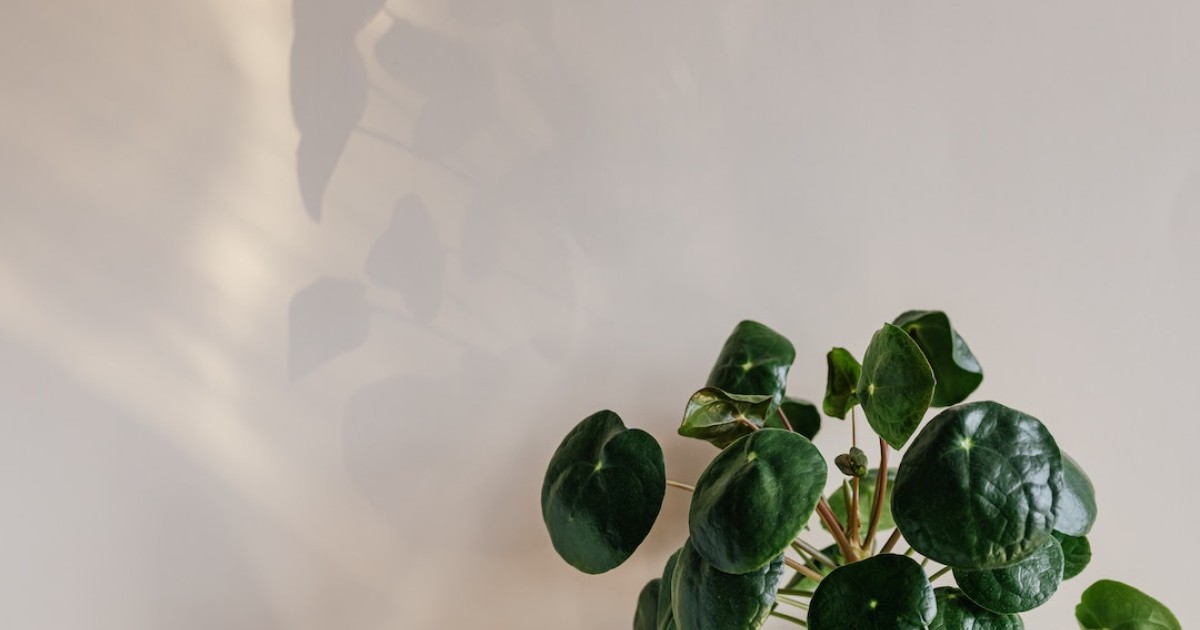 Plantas que filtram e purificam o ar ideais para o verão — idealista/news