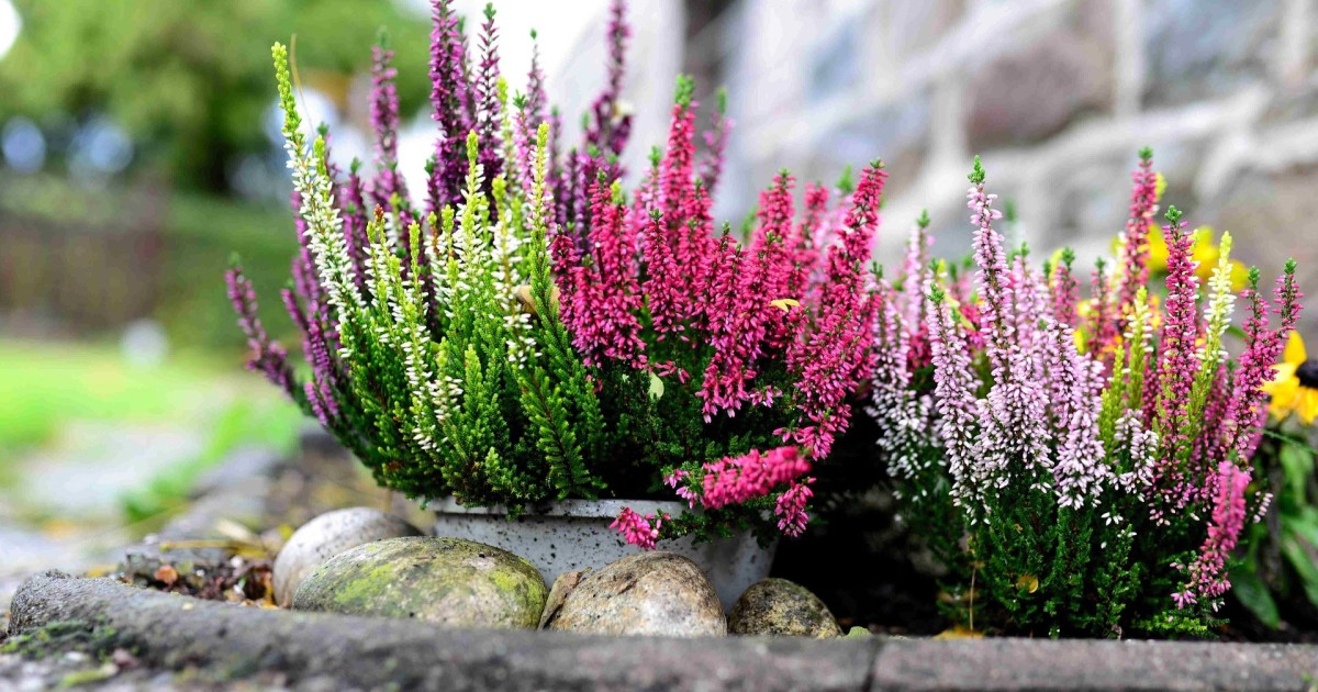 Cultivar urze no inverno e verão— idealista/news