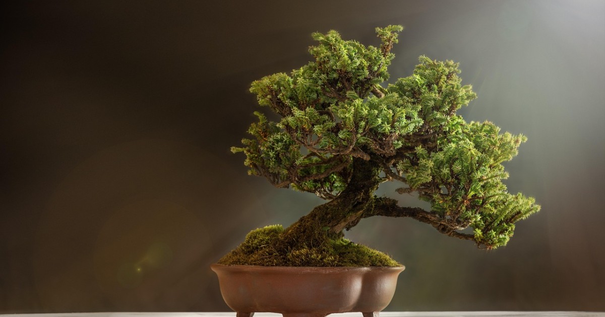 Como cuidar de um bonsai? — idealista/news