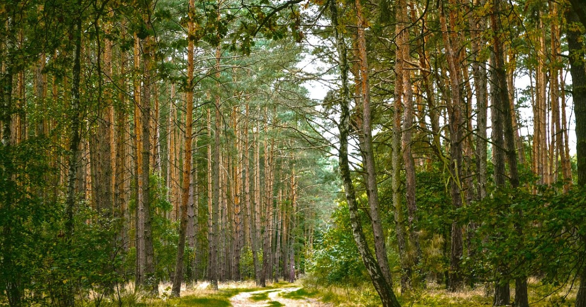 Pinheiros naturais: como cuidar e onde plantar? — idealista/news